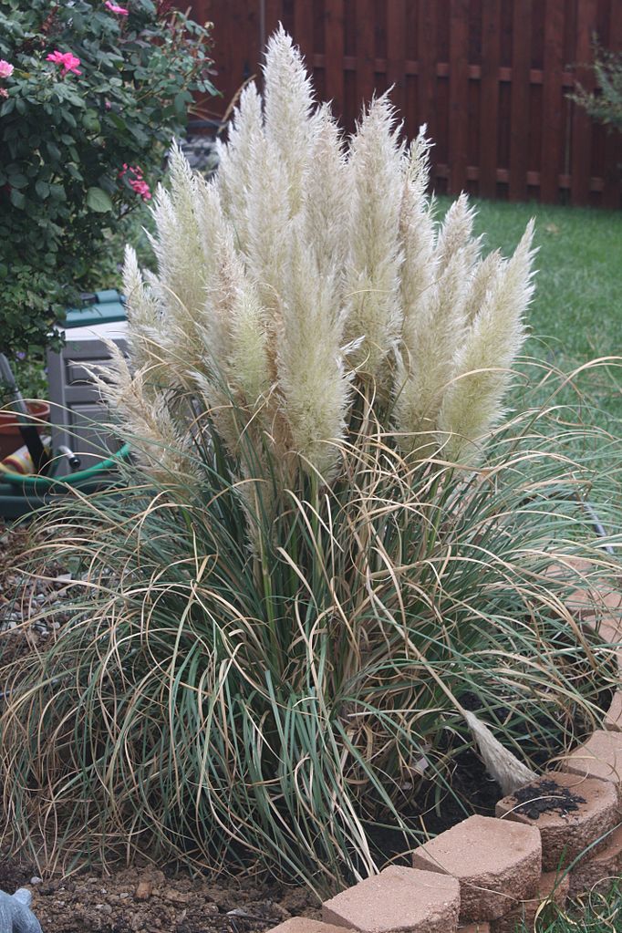 Dwarf Pampas Grass Glover Nursery