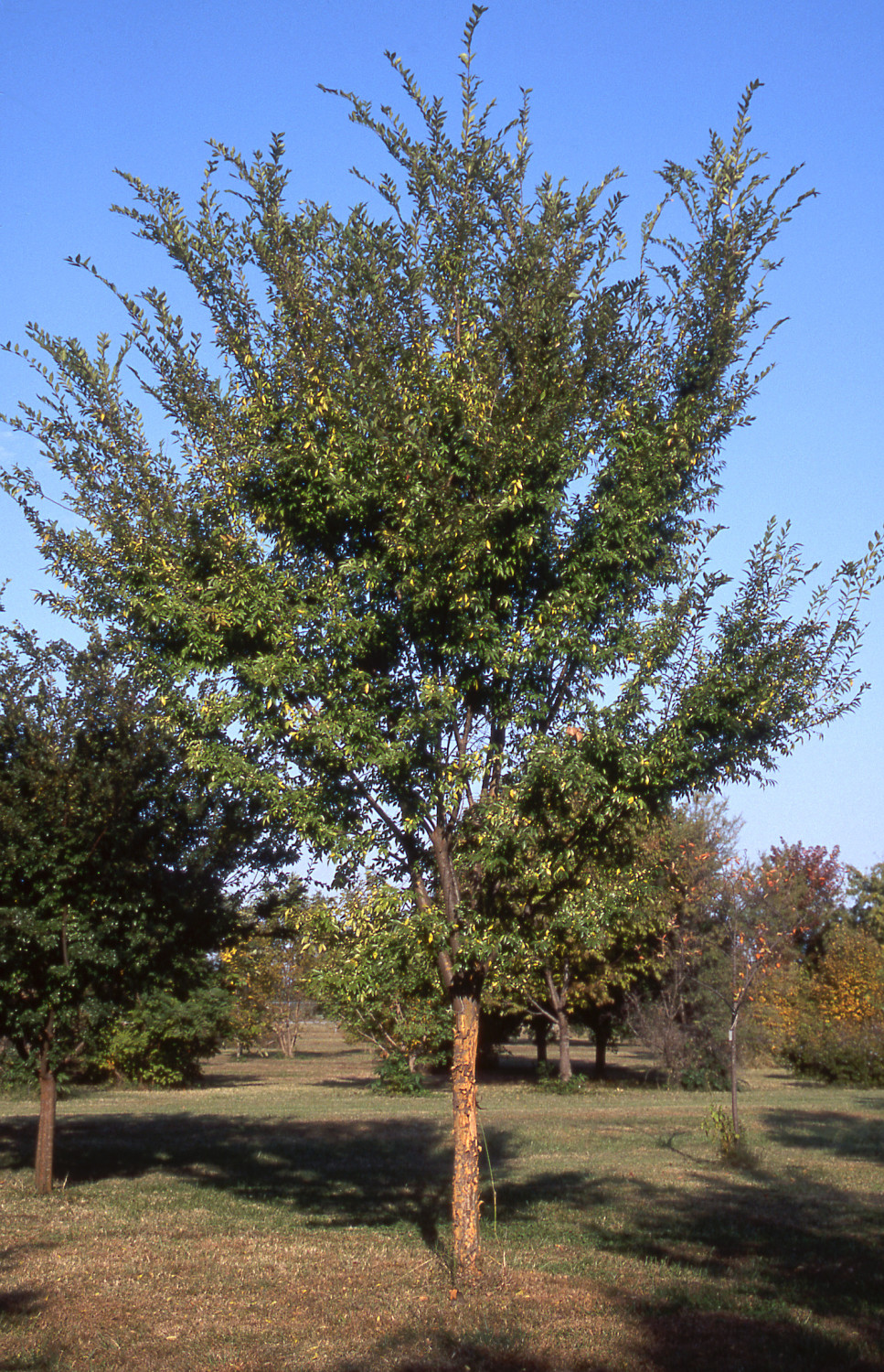 Allee Lacebark Elm - Glover Nursery Allee Lacebark Elm - Glover Nursery