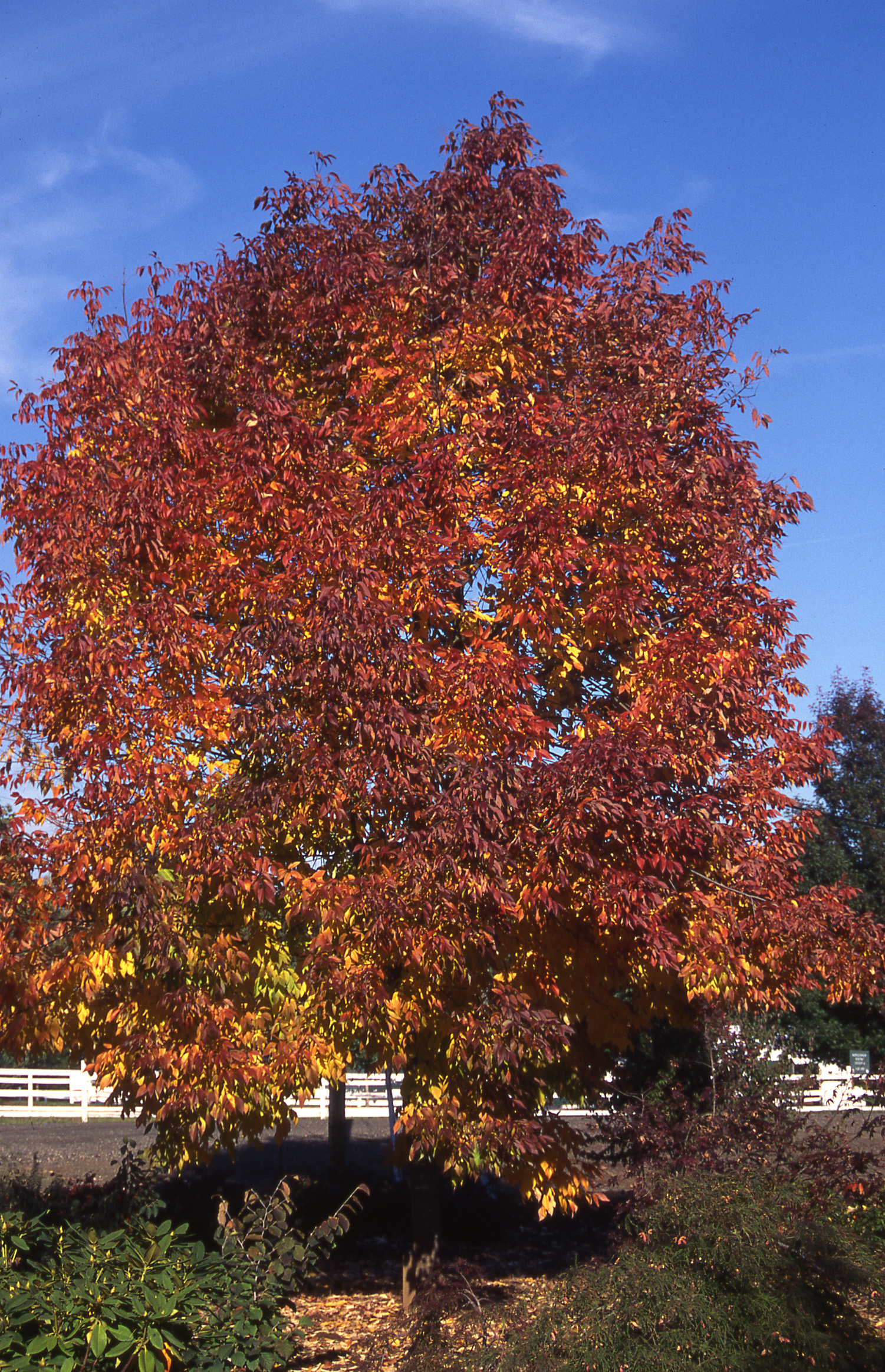 Autumn Purple Ash Glover Nursery autumn-purple-ash-glover-nursery