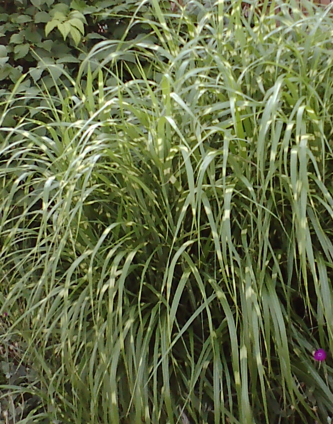 Eulalia Maiden Grass Porcupine Grass Silver Grass Zebra Grass Glover Nursery