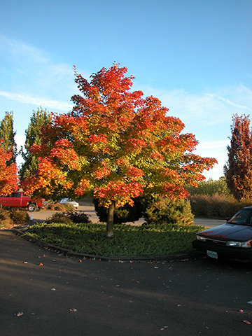 Pacific Sunset Maple - Glover Nursery