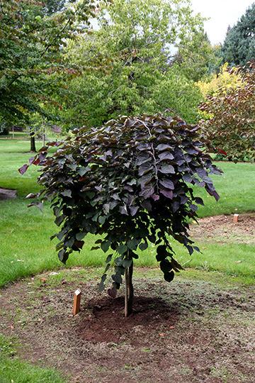 Ruby Falls Redbud Glover Nursery