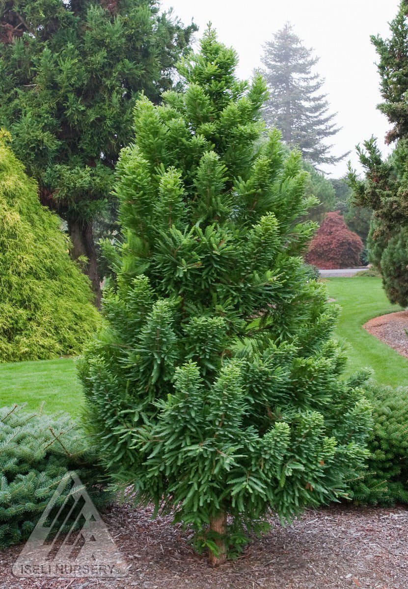 Peve Minaret Dwarf Bald Cypress - Glover Nursery Peve Minaret Dwarf Bald Cypress - Glover Nursery