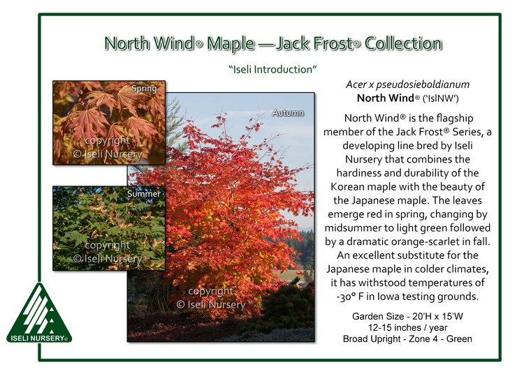 North Wind Korean Maple - Glover Nursery