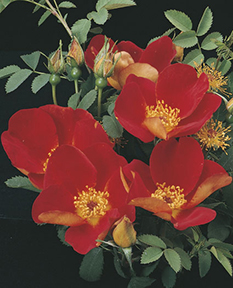 Austrian Copper Rose - Glover Nursery