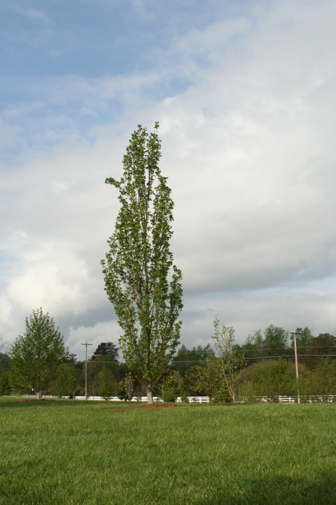 Columnar Tulip Tree or Tulip Poplar - Glover Nursery