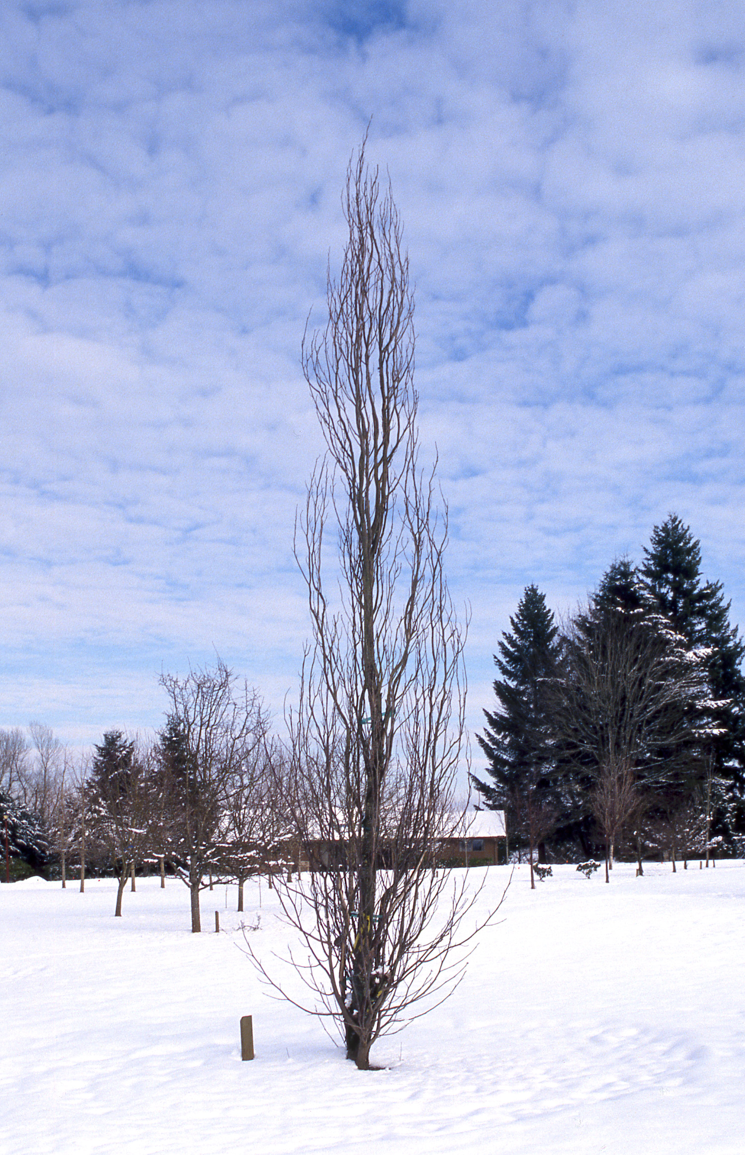 Columnar Tulip Tree or Tulip Poplar - Glover Nursery