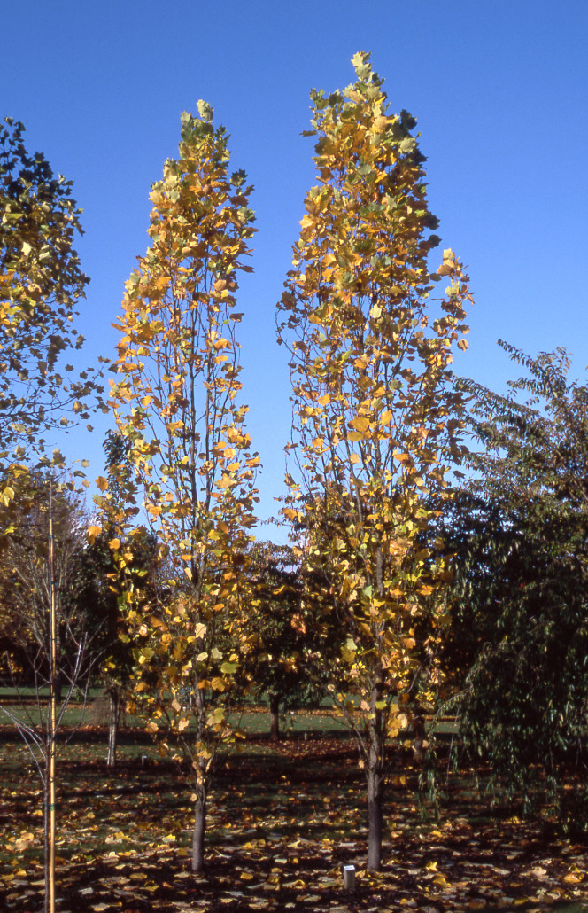 Columnar Tulip Tree or Tulip Poplar - Glover Nursery