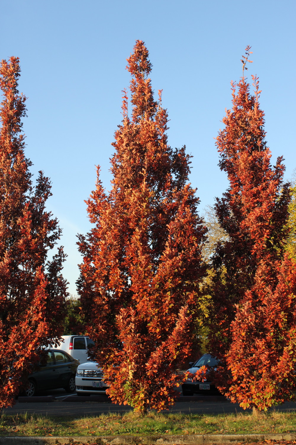 Crimson Spire Oak - Glover Nursery