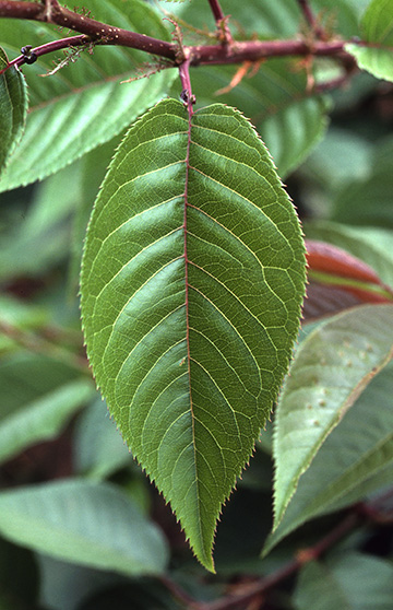 What tree is this from? : r/whatsthisplant