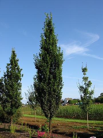 Skinny Genes Columnar Oak - Glover Nursery