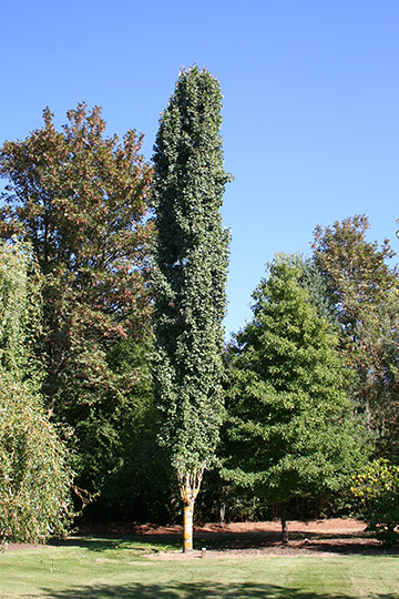 Columnar Swedish Aspen - Glover Nursery