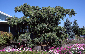 Twisty Baby Locust - Glover Nursery